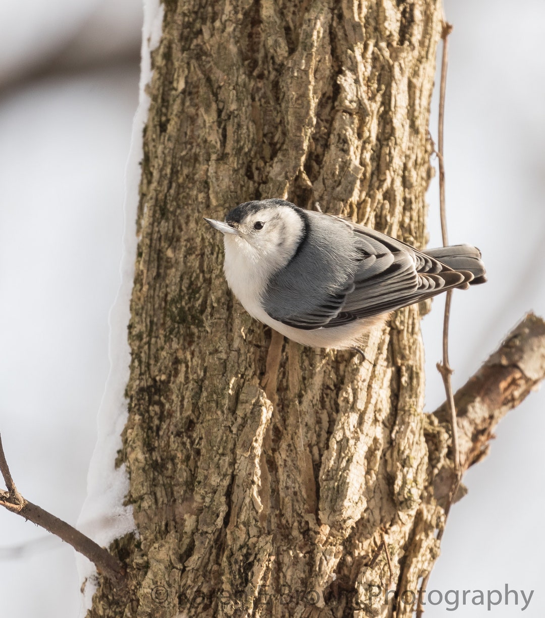 White-breasted Nuthatch Photo Print, Michigan Wildlife Art - Etsy