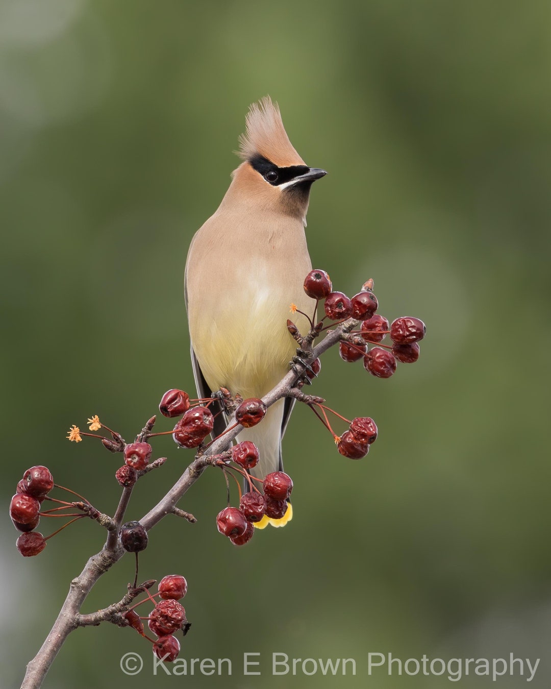Cedar Waxwing Bird Art Print, Wildlife Photography, Michigan Bird - Etsy