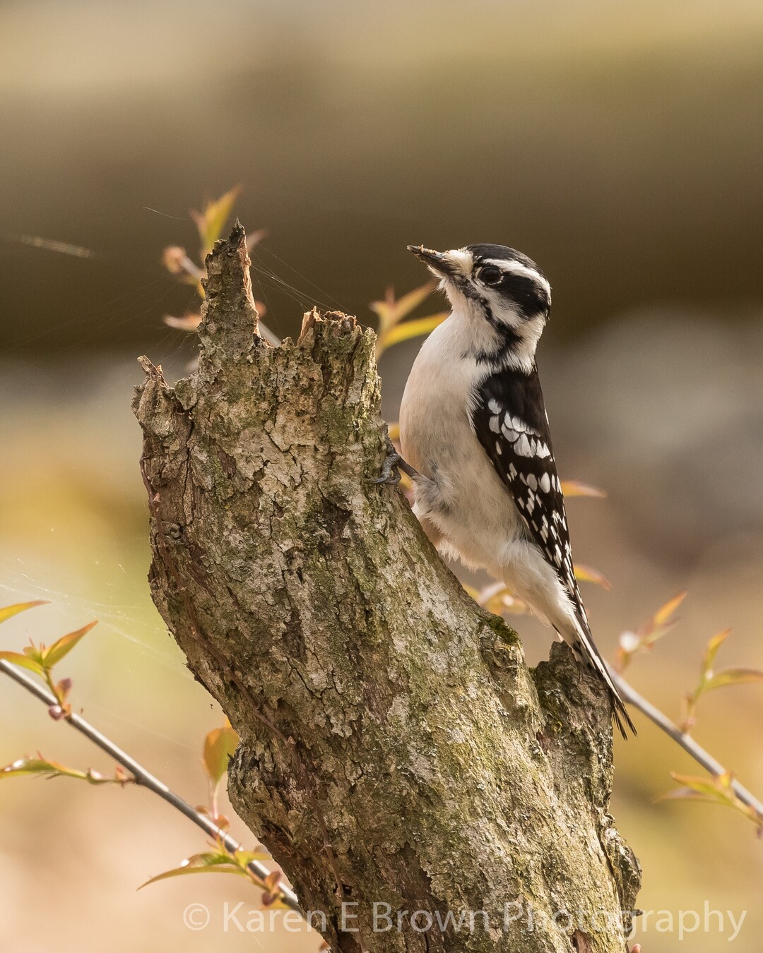 Downy Woodpecker Photograph, Downy Woodpecker Print, Woodpecker Picture ...