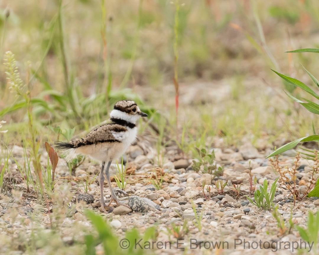 Killdeer Chick Photo Print, Baby Shorebird, Nature Nursery Art - Etsy