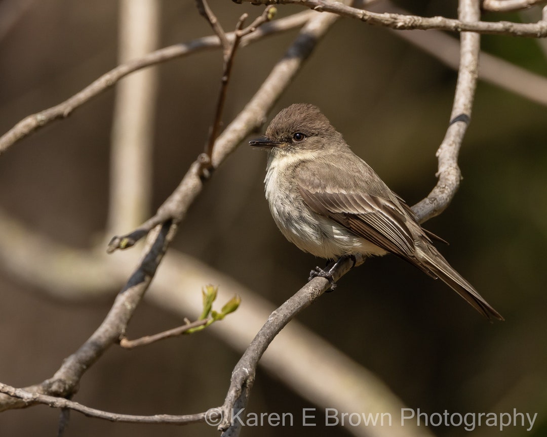 Eastern Phoebe Photo, Eastern Phoebe Print, Flycatcher Bird, Flycatcher ...