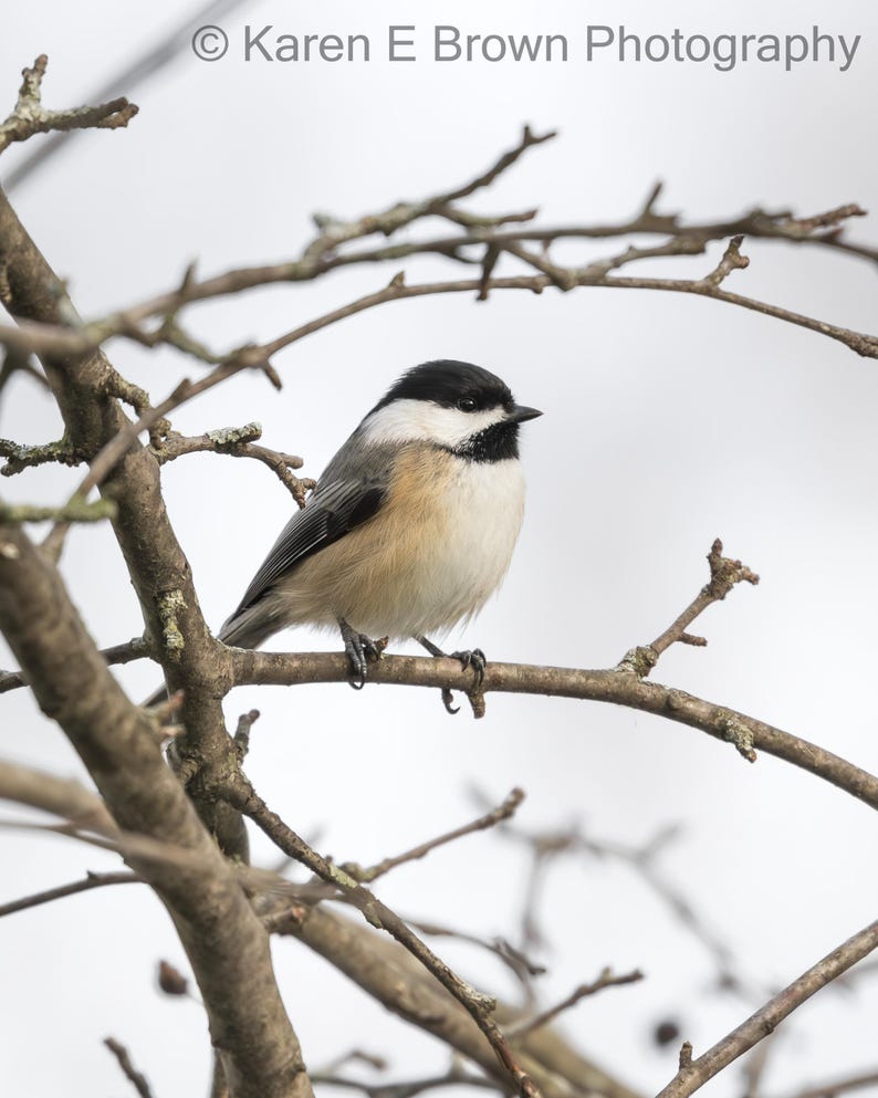 Chickadee Photography, Chickadee Picture, Chickadee Print, Black-capped ...