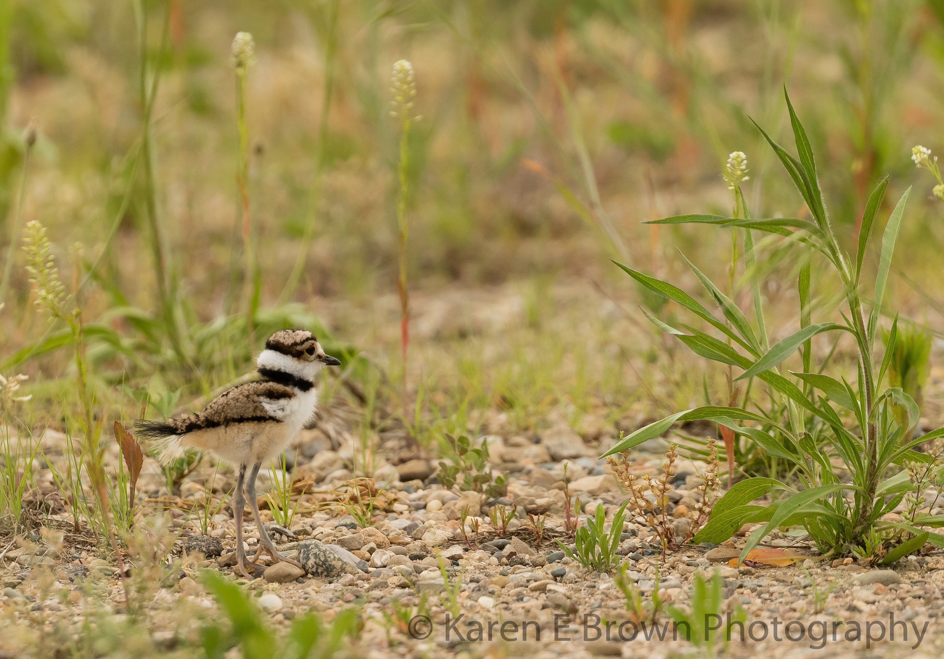 Killdeer Photo, Killdeer Picture, Killdeer Print, Baby Killdeer ...