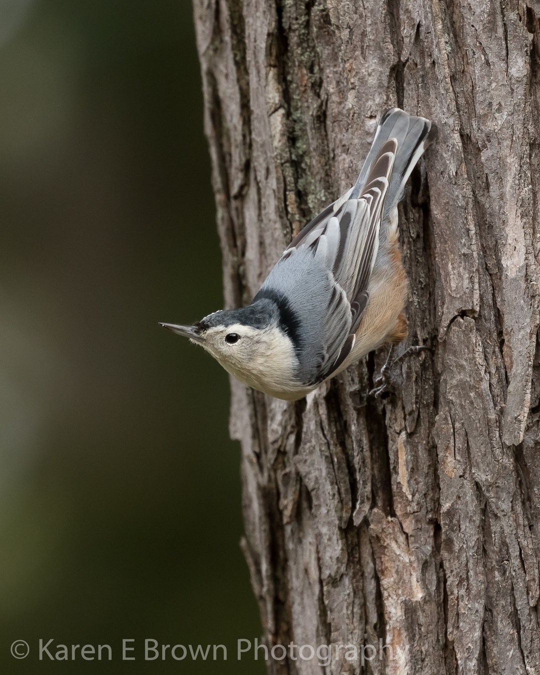 White-breasted Nuthatch Photo, Nuthatch Print, Picture of a Nuthatch ...