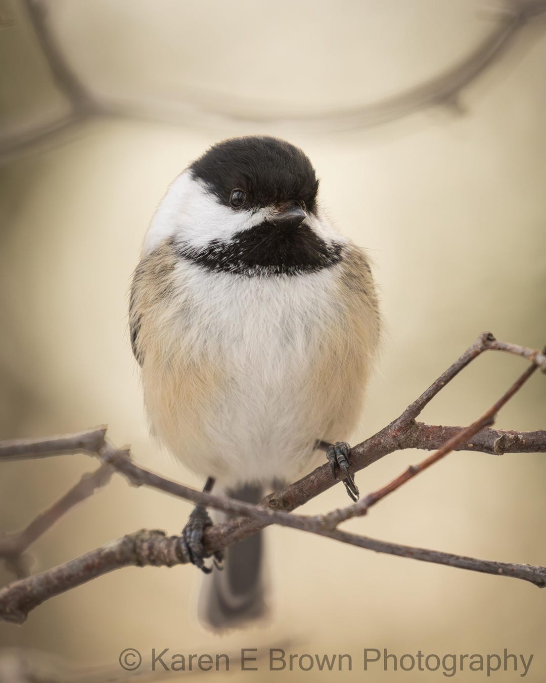 Chickadee Photography, Chickadee Picture, Chickadee Print, Black-capped ...