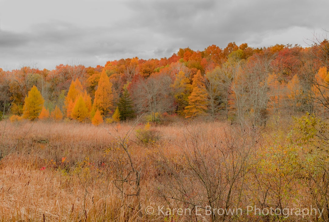 Autumn Tamarack Trees Photography, Michigan Landscape Art - Etsy