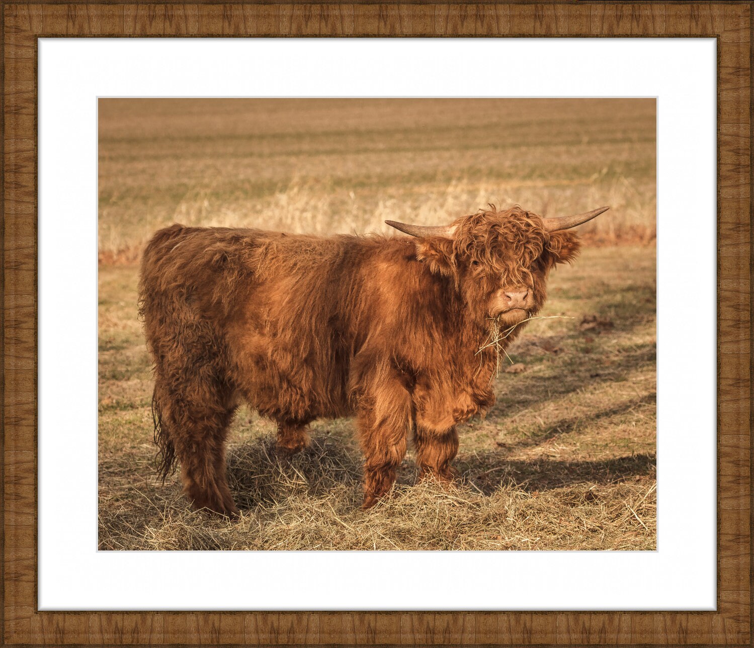 Scottish Highland Cow Photograph, Highland Cow Picture, Highland Cow ...