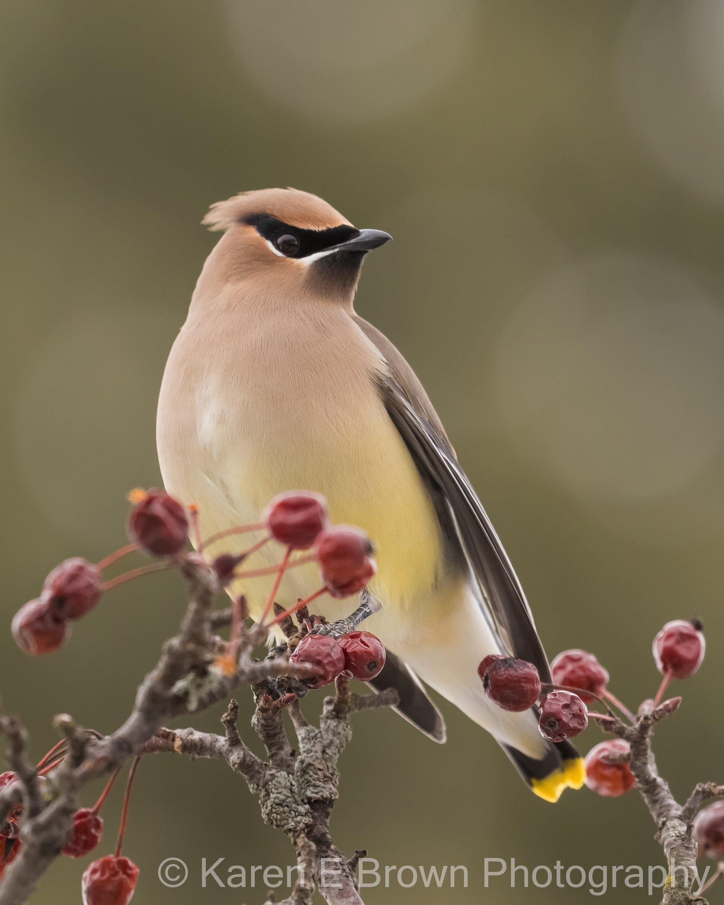 Cedar Waxwing Photo, Cedar Waxwing Print, Cedar Waxwing Art, Cedar ...