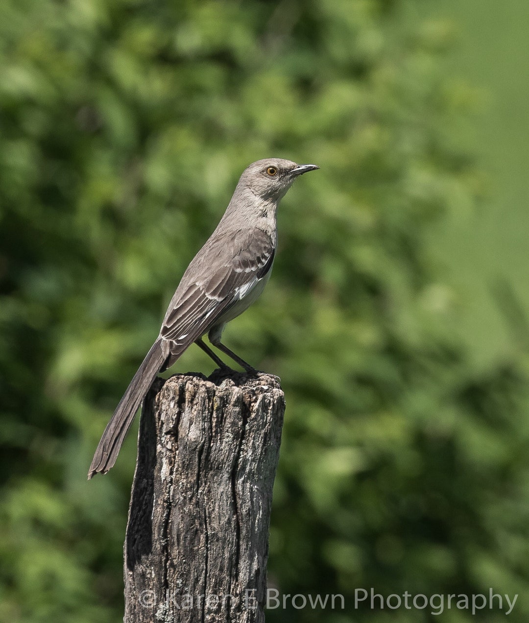 Northern Mockingbird Photo, Mockingbird Picture, Mockingbird Print ...