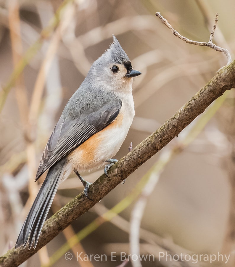 Tufted Titmouse Photo, Titmouse Picture, Titmouse Print, Titmouse Art ...