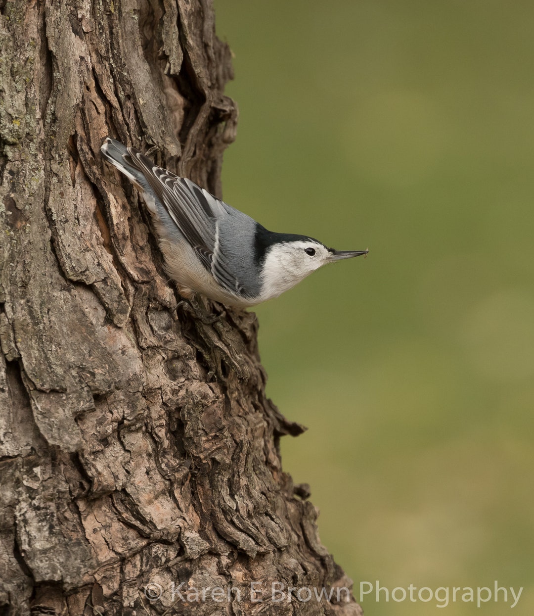 White-breasted Nuthatch Photo, Nuthatch Print, Picture of a Nuthatch ...