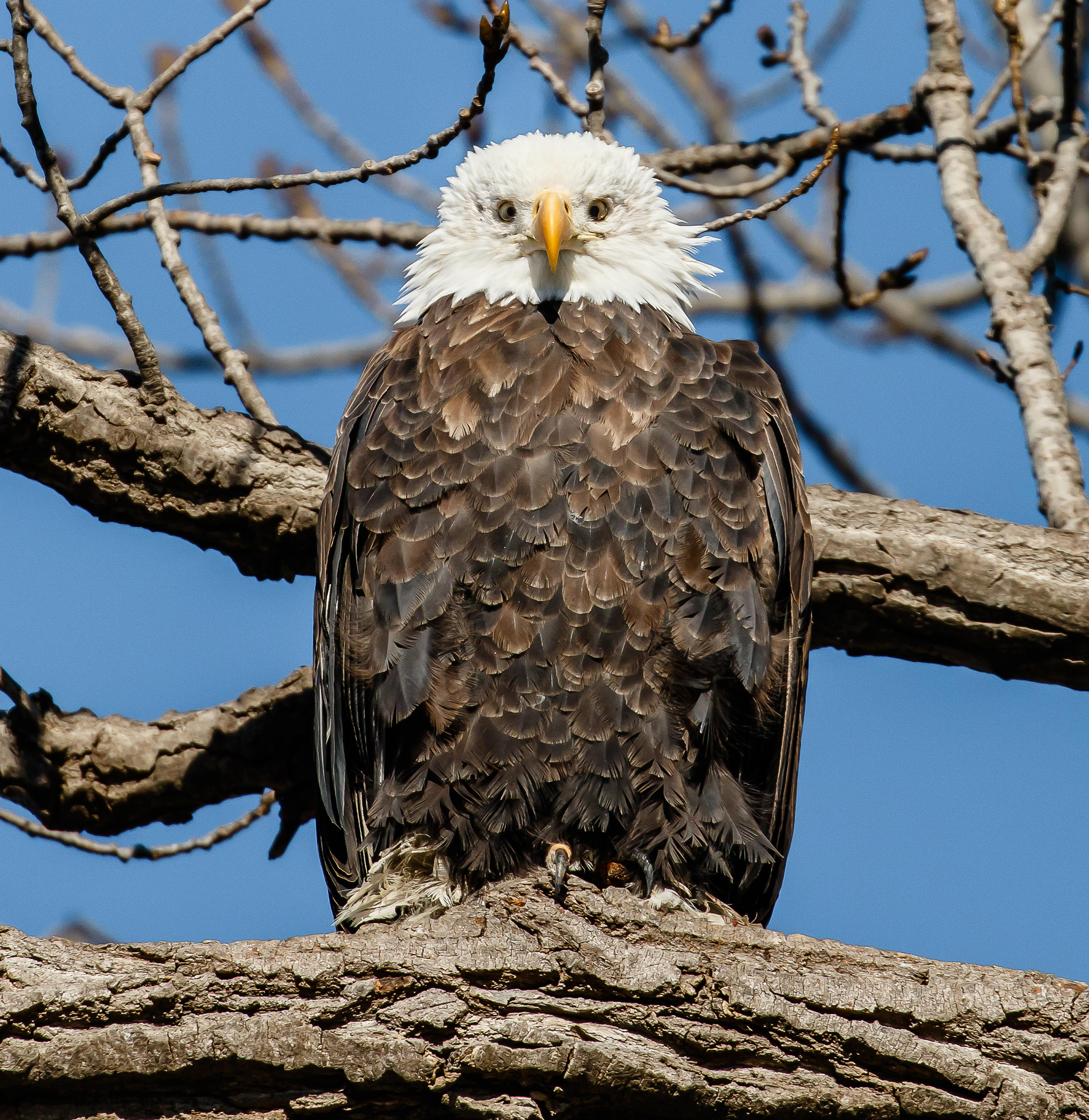 Bald Eagle Photography Photo of Bald Eagle Eagle Picture | Etsy