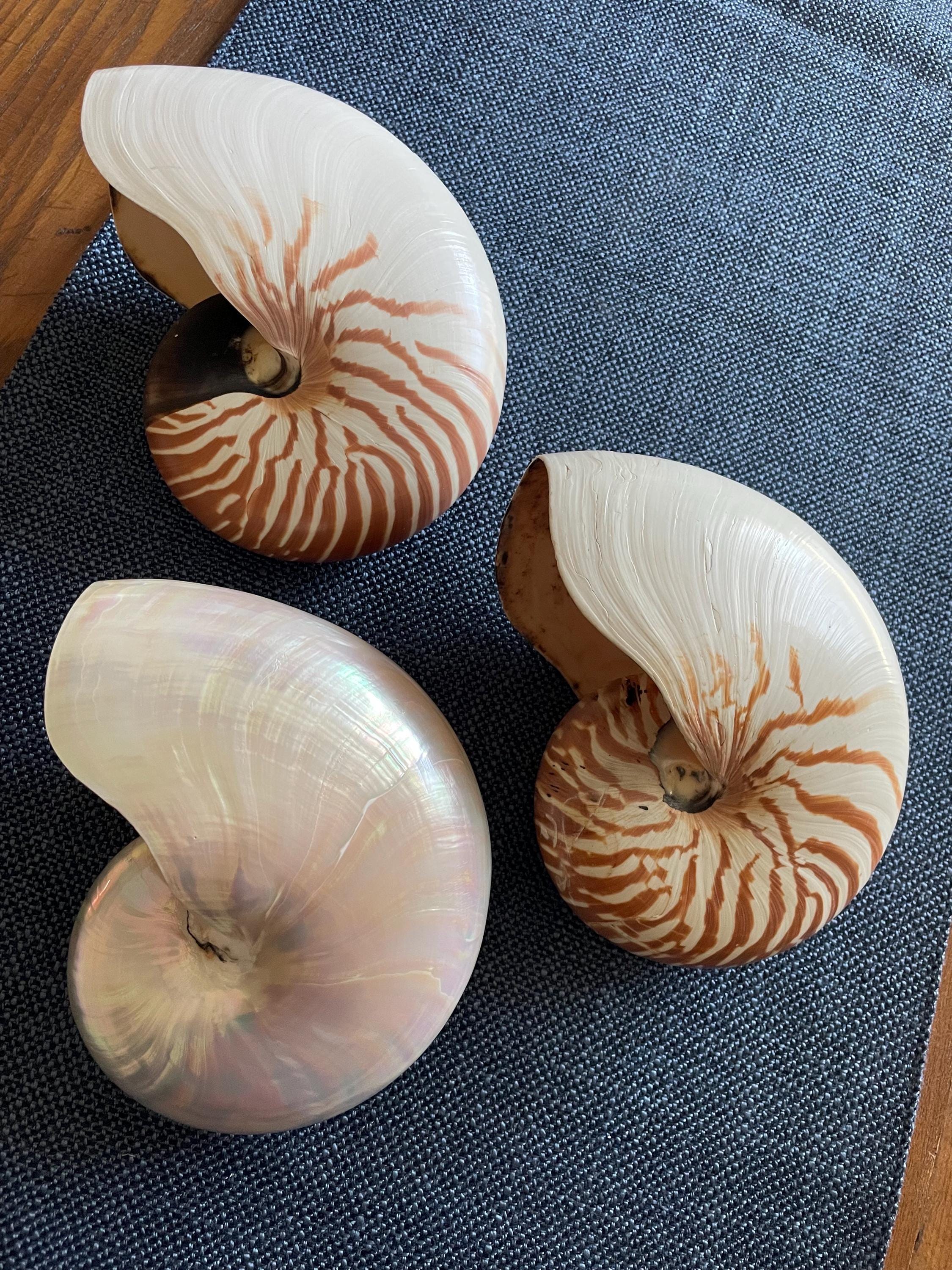 Natural Large Nautilus Shells. Pearl. Tiger. Pick One! Rare Large Sizes ...