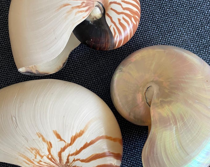 Natural Large Nautilus Shells. Pearl. Tiger. Pick One! Rare Large Sizes ...