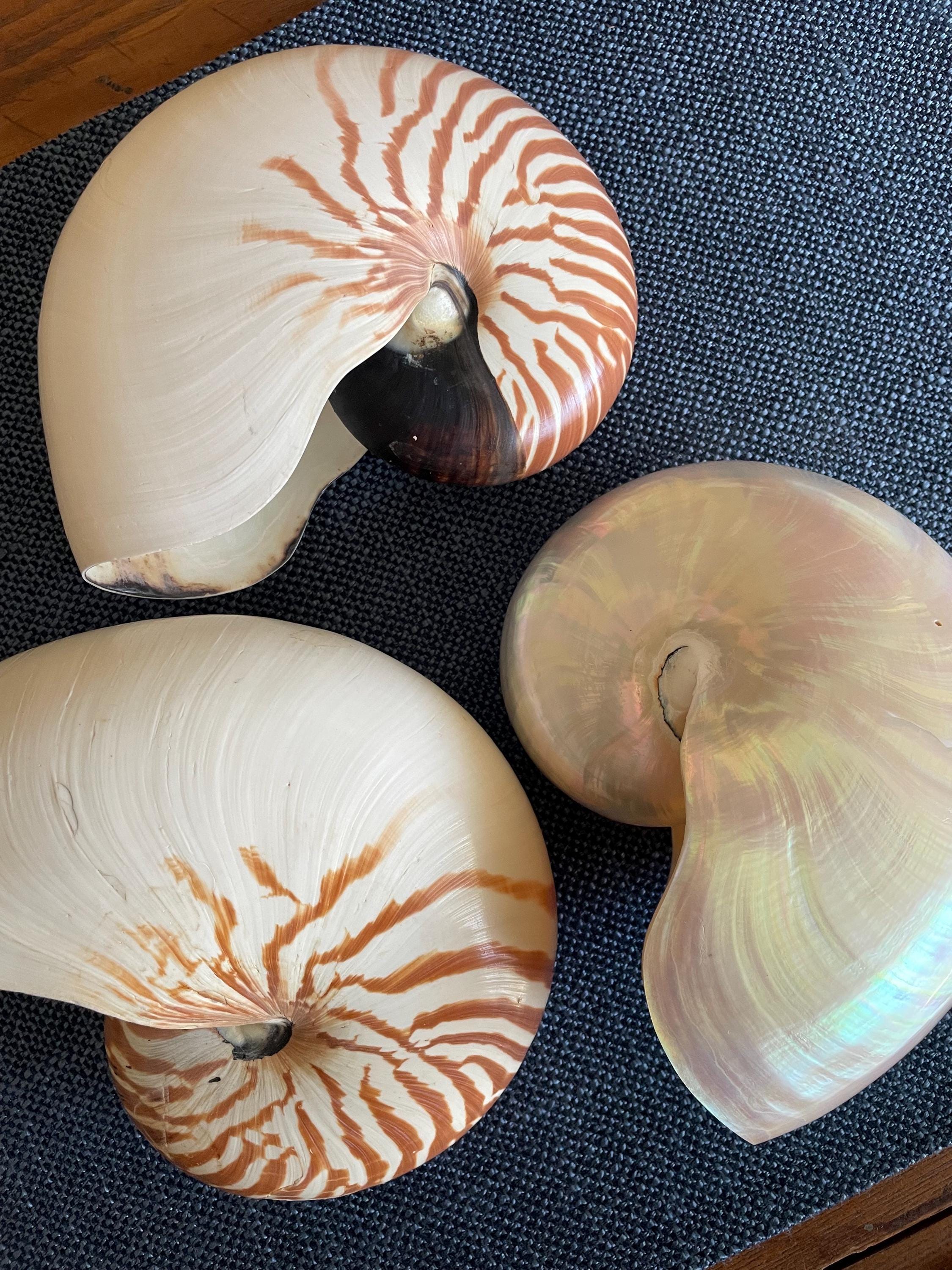 Natural Large Nautilus Shells. Pearl. Tiger. Pick One! Rare Large Sizes ...