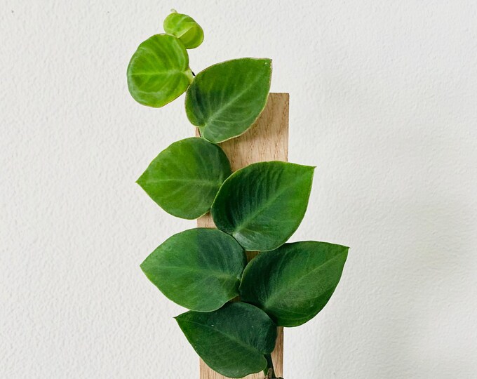 Rhaphidophora Hayi - Shingle Plant - Rare Aroid - 4" Tropical ...