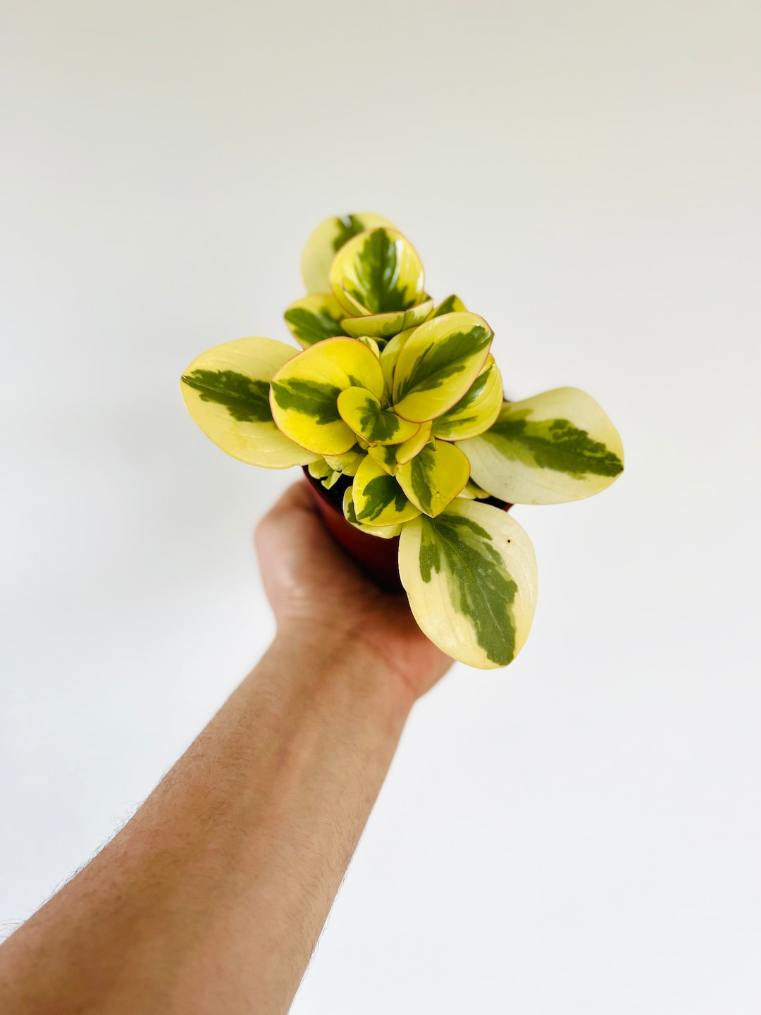 Peperomia Peaches & Cream - Tropical Plant - Colorful Houseplants ...
