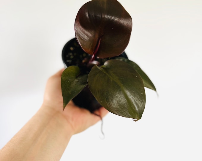 Philodendron Red Heart - Full Heads - Philodendron Hybrid - Rare Plant ...