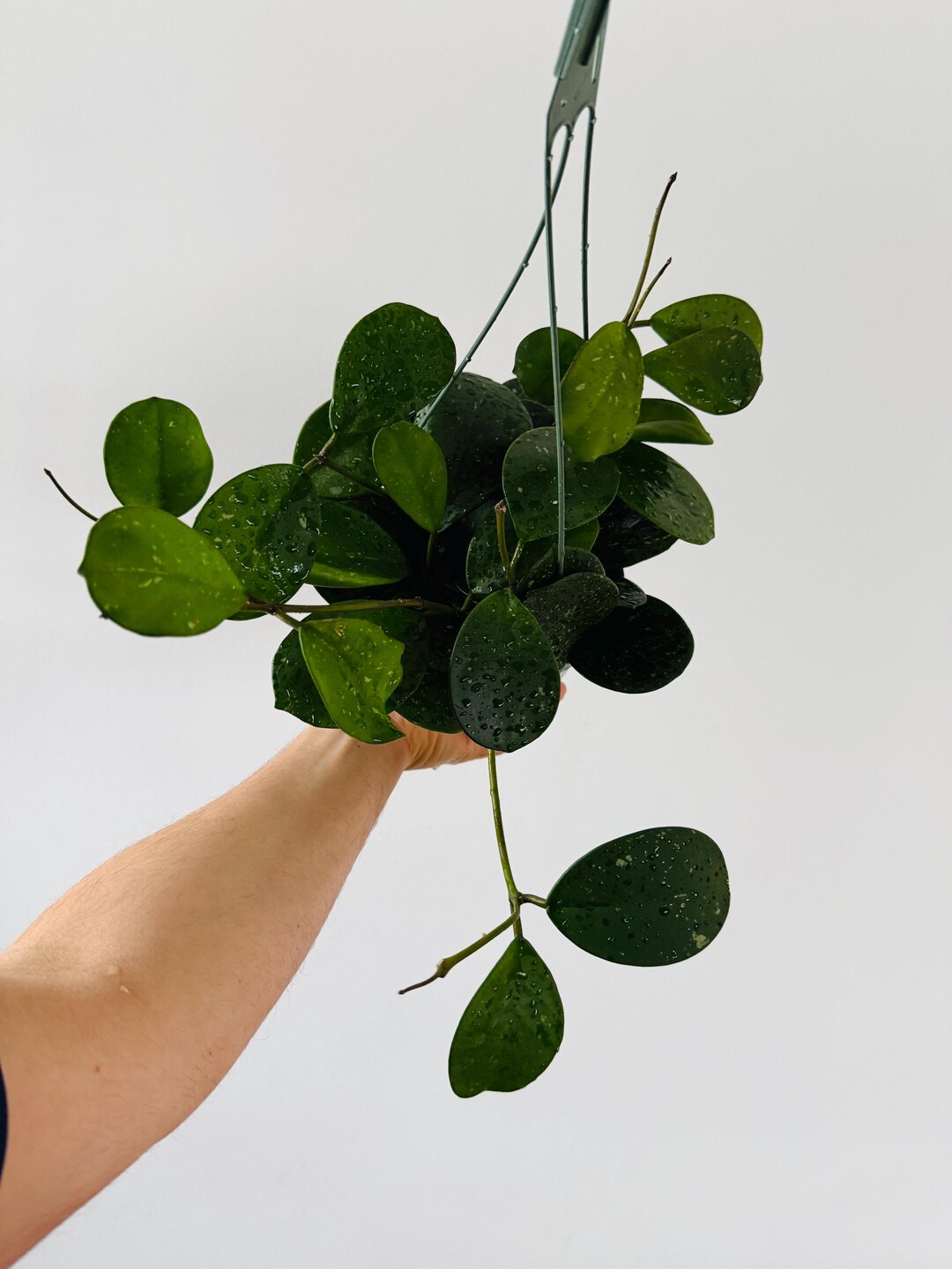 Hoya Obovata ‘splash’ - Very Large - Trailing & Vining - Coin Leaf Hoya ...