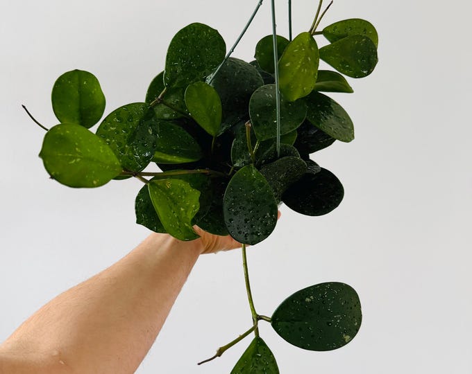 Hoya Obovata ‘splash’ - Very Large - Trailing & Vining - Coin Leaf Hoya ...