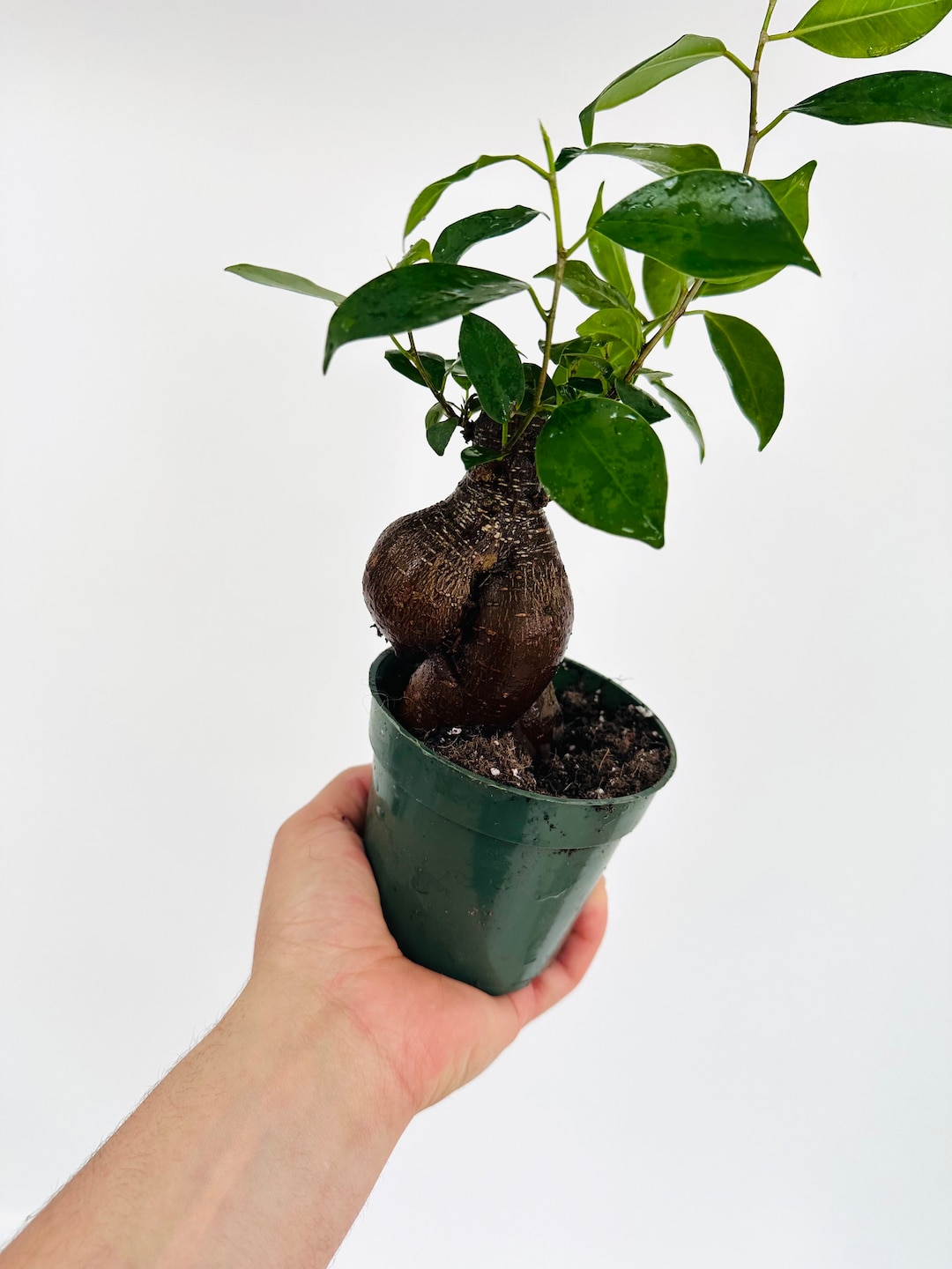 Booty Tree Bonsai Tree Butt Shaped Plants Ficus Ginseng Easy Plant Live Tropical Houseplant in 4 ...