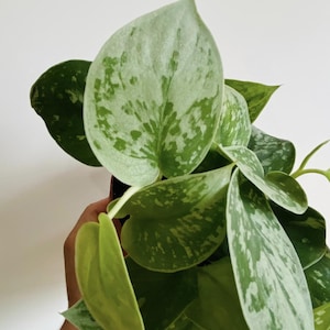 Scindapsus Silver Anne - Satin Pothos - Live Plant in 4" Pot - Etsy