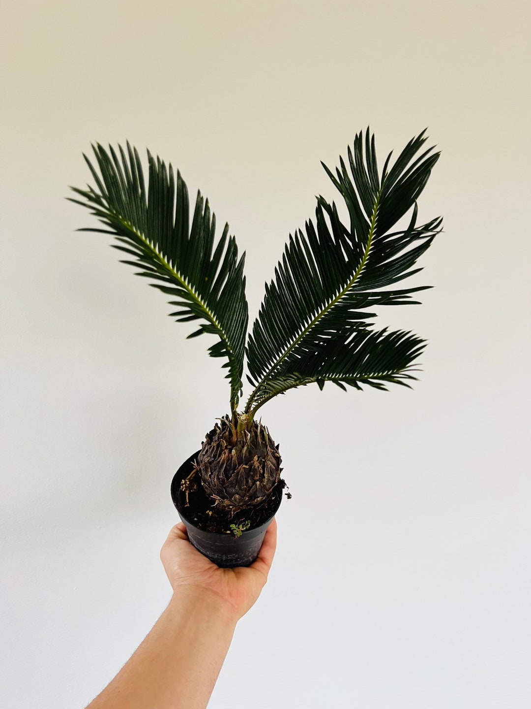 King Sago Palm Cycas Revoluta Palm Tree Available in 4 - Etsy Portugal