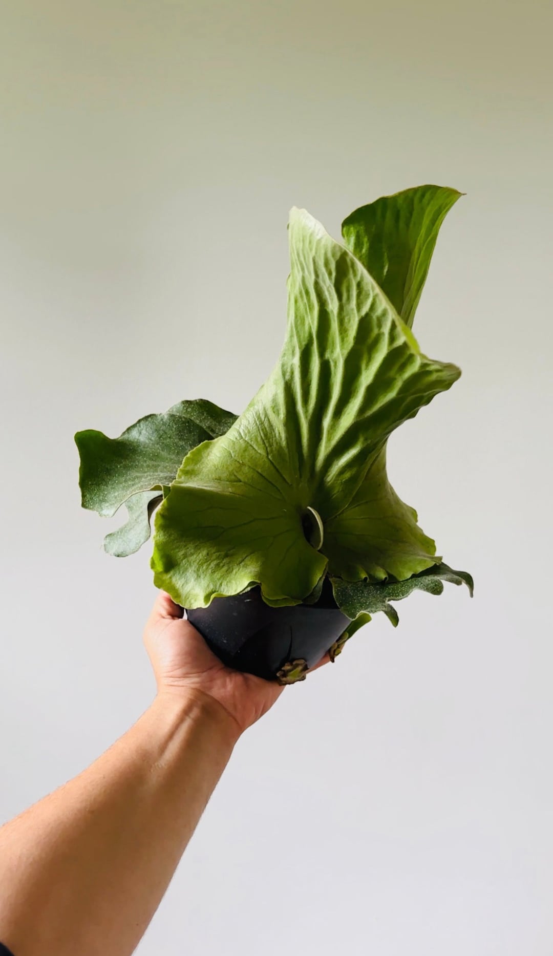 Elephant Fern - Platycerium Elephantotis - Tropical Houseplant in 4 ...