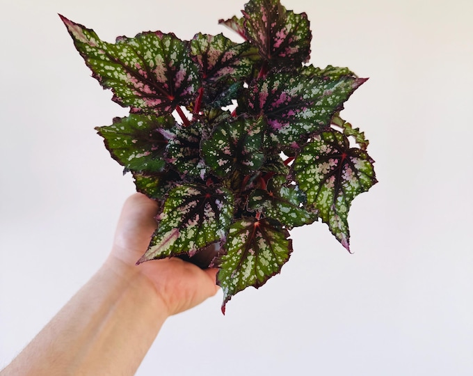Begonia Jurassic Watermelon - Rex Begonia - Gothic Decor - Tropical ...