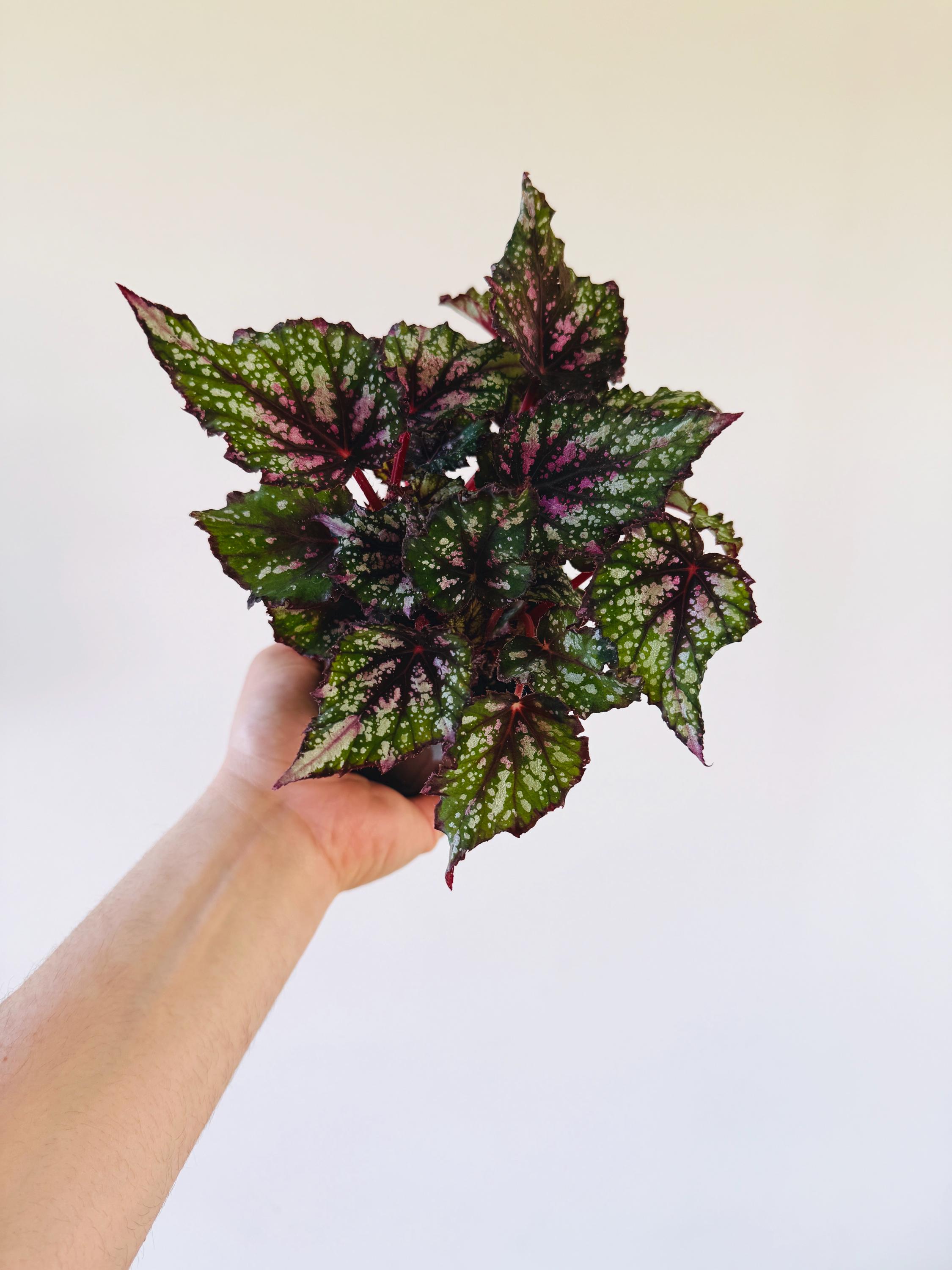 Begonia Jurassic Watermelon - Rex Begonia - Gothic Decor - Tropical ...