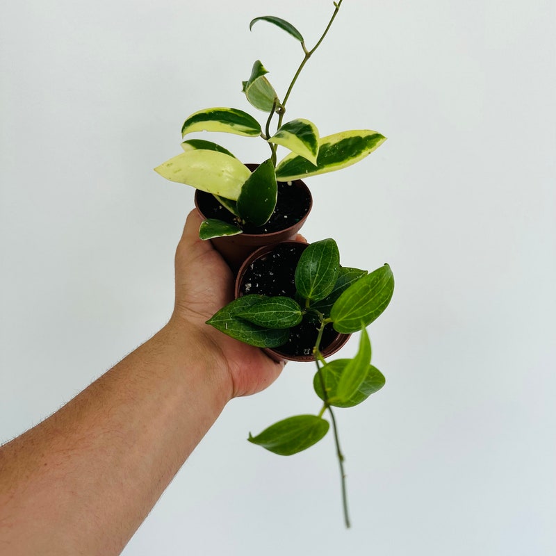 Fishtail Hoya - Etsy