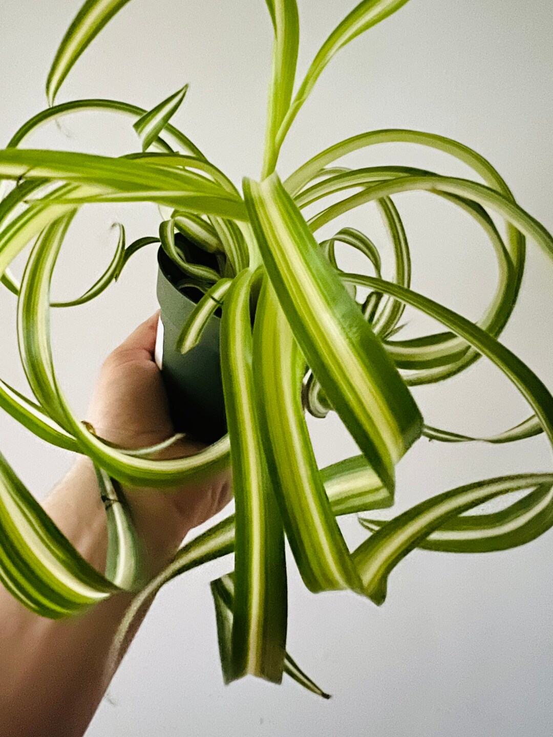Curly Spider Plant - Bonnie Spider - Chlorophytum Comosum Bonnie - Live ...
