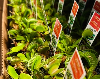 Venus Flytrap Akai Ryu - Carnivorous Plant - Itty Bitty Starter Plant - Available in 2” Pots - Etsy