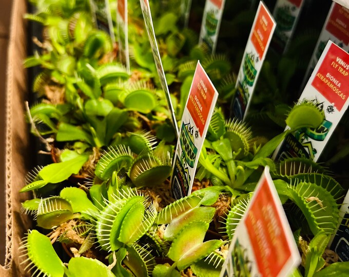 Dente VFT / Carnivorous Plant / Starter Plant / Venus Flytrap - Etsy