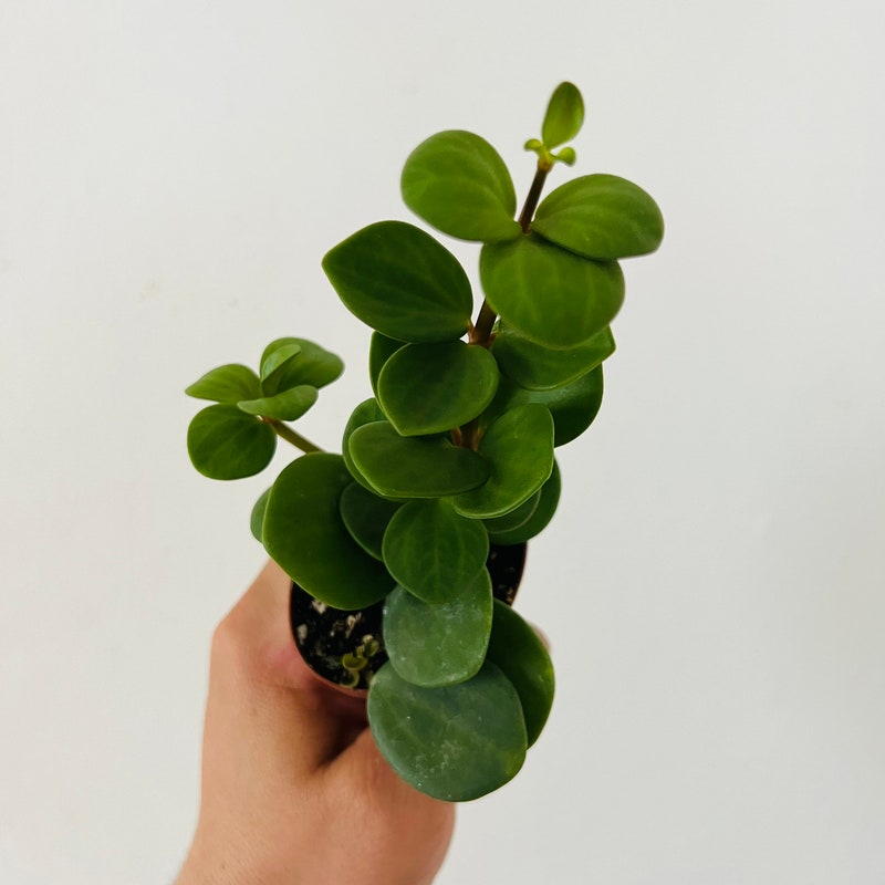 Peperomia Hope Plant - Etsy