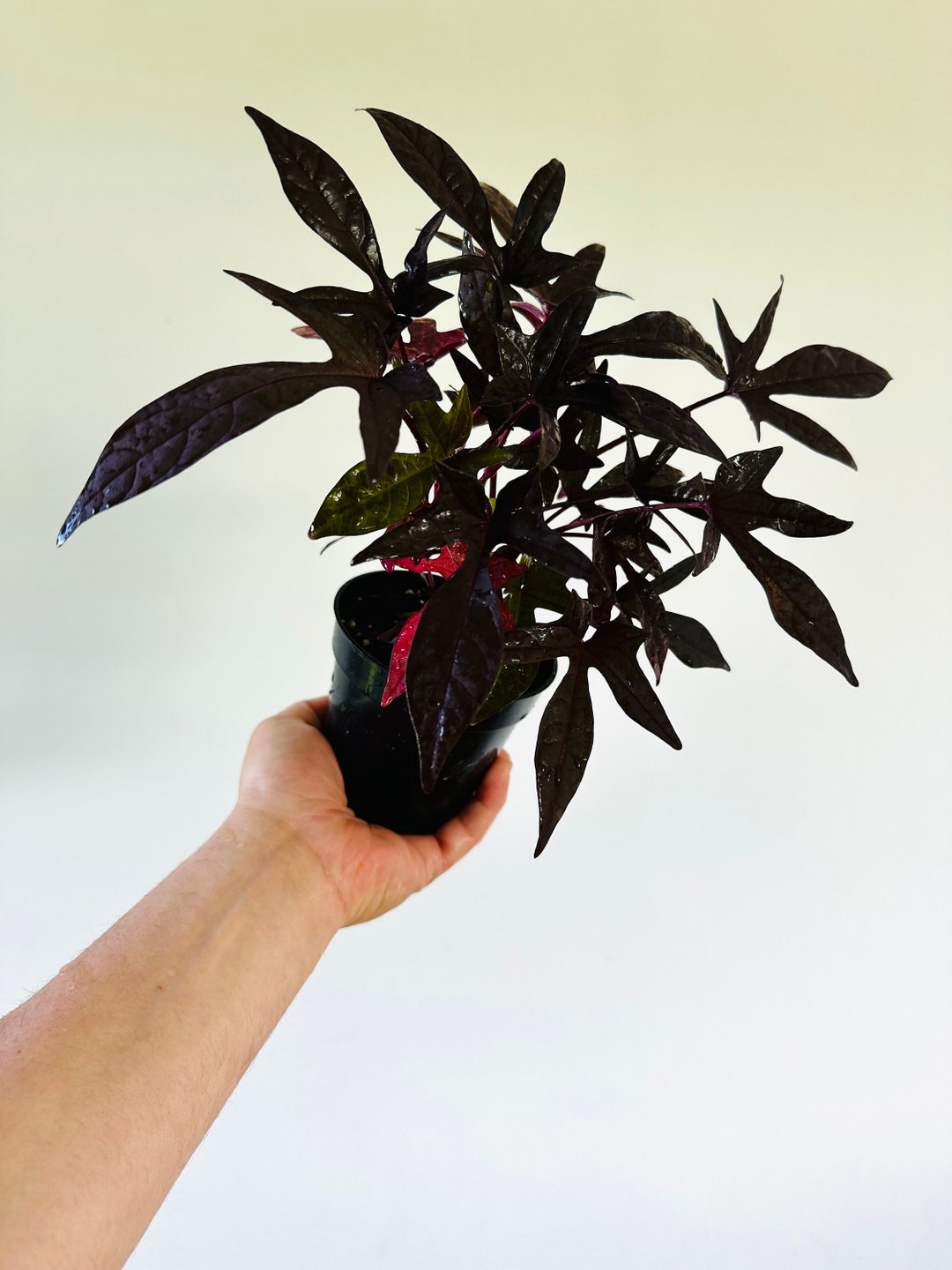 Blackie Sweet Potato Vine - Gothic Plants - Black Houseplants - Live ...