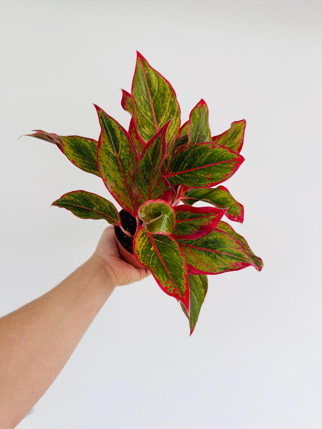 Aglaonema Firecracker - Bright Red Plants - Tropical Houseplant ...
