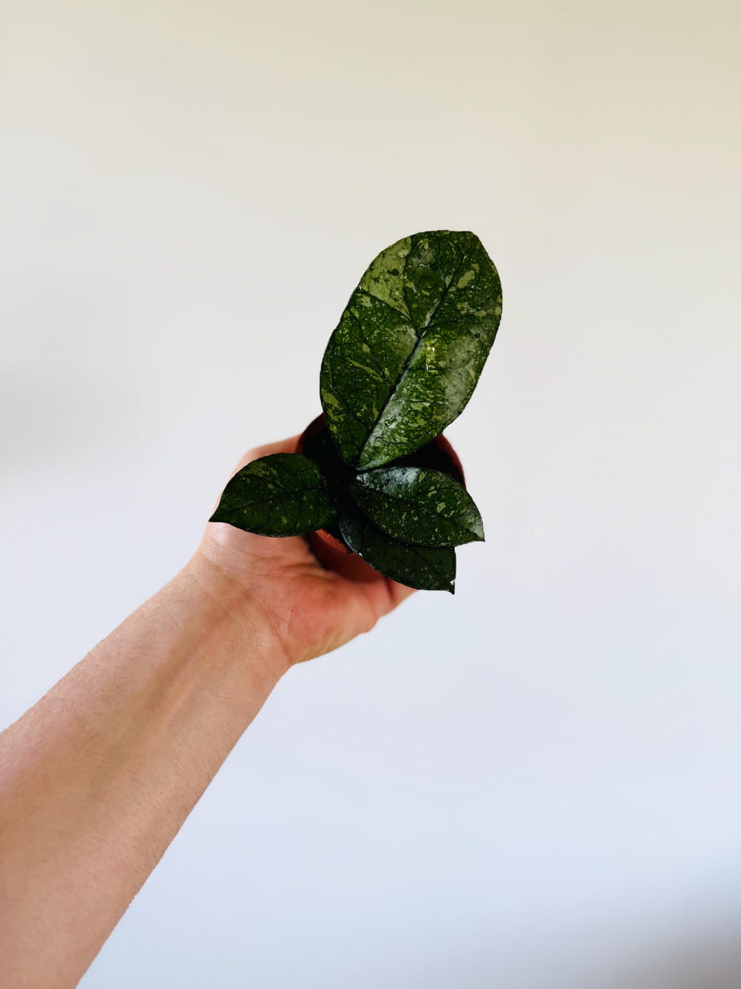 Hoya Crassipetiolata Splash - New Hoya Sport Variety - Live Plant in 3 ...