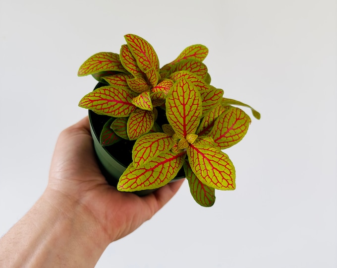 Fittonia Sp. Yellow Skeleton - Nerve Plant - Easy Plants - Beginner ...
