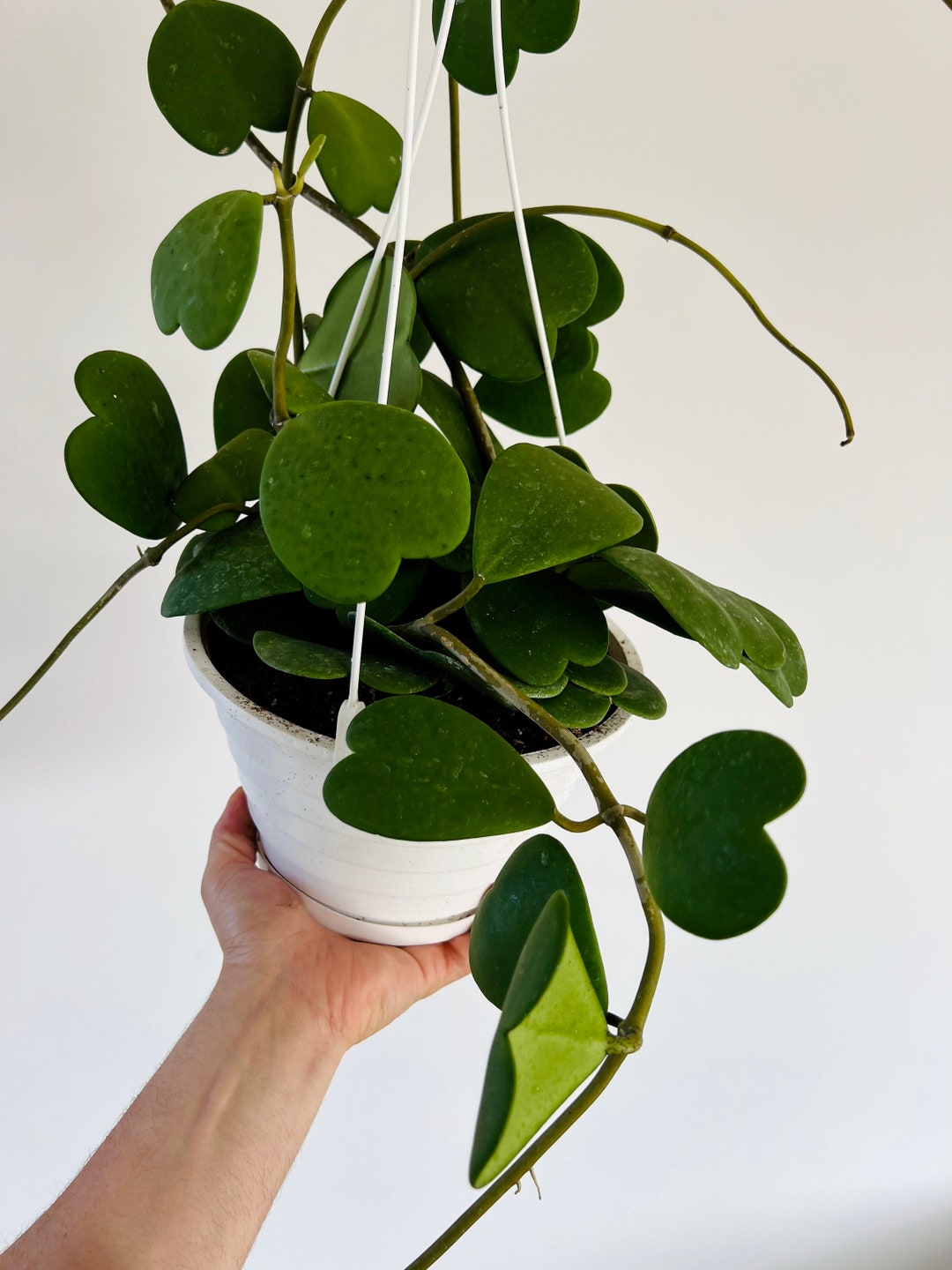 Hoya Kerrii Vining - Mother Plants - Heart Shaped Hoya Vine ...