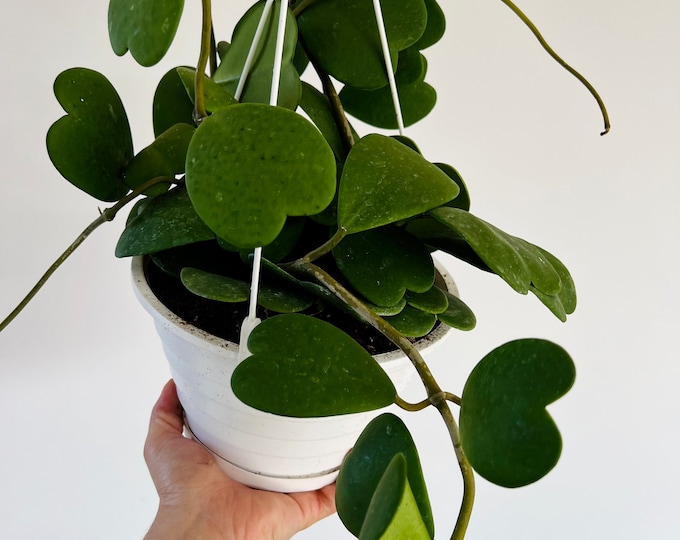 Hoya Kerrii Vining - Heart Shaped Hoya Vine - Houseplant - Rare Hoya in ...