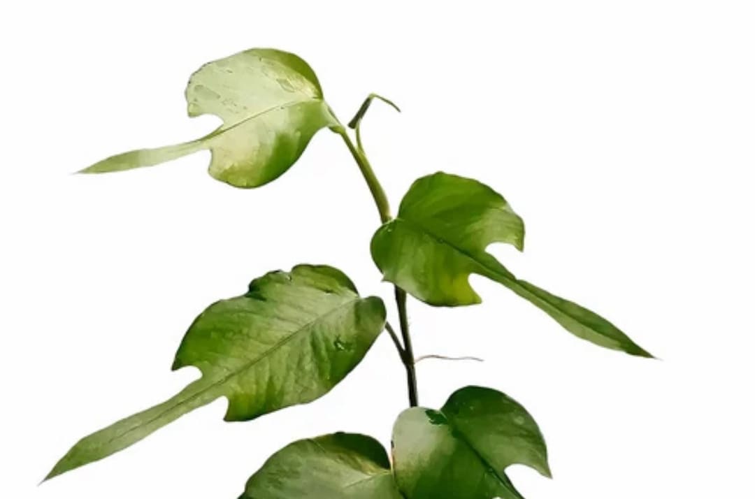 Skeleton Key Pothos Epipremnum Pinnatum skeleton Key Full & Trailing ...