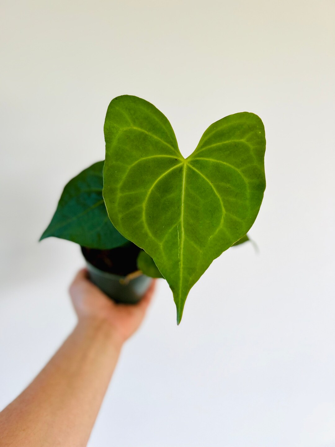 Anthurium Pterodactyl - Rare Anthurium - Rare Aroids - Live Houseplant ...