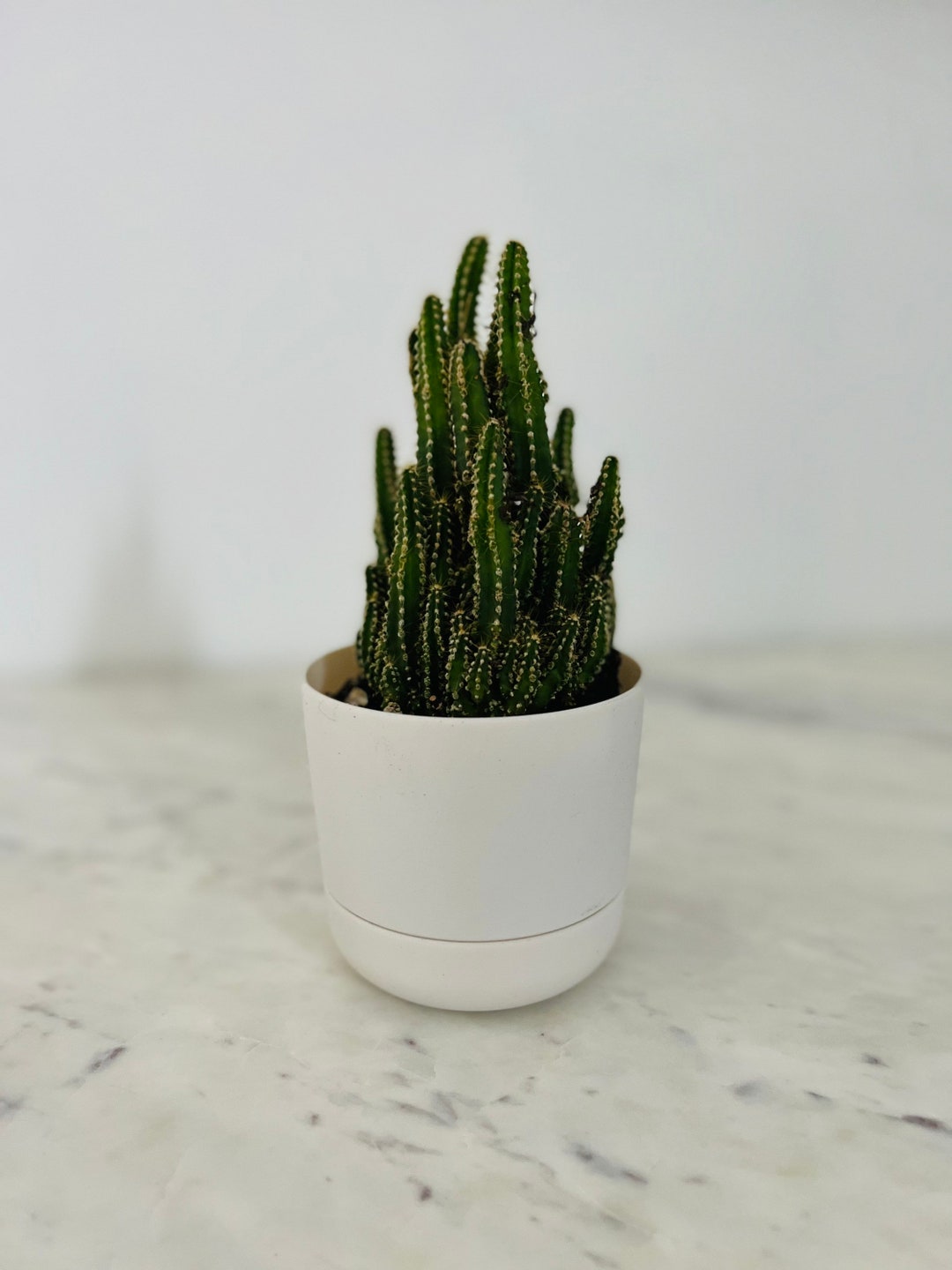 Fairy Castle Cactus - Acanthocereus Tetragonus - Tower Cactus - Live ...