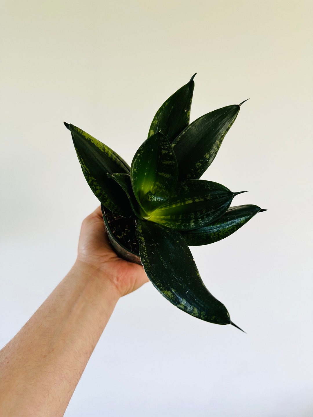 Sansevieria Whitney - Silver Flame Snake Plant - Black Houseplants ...