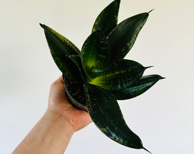 Sansevieria Whitney - Silver Flame Snake Plant - Black Houseplants ...