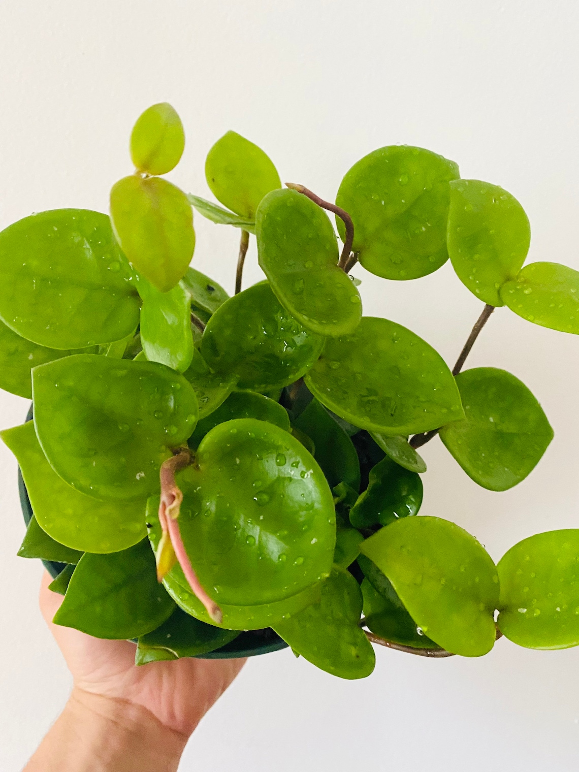 Hoya Chelsea Rare Hoya Indoor Plant Available in - Etsy