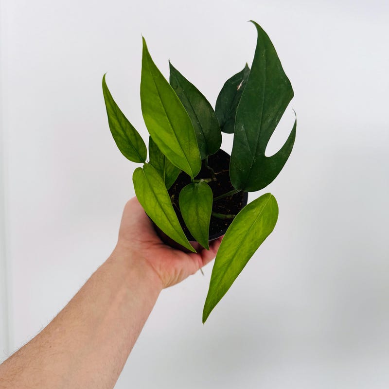 Cebu Blue Pothos - Etsy