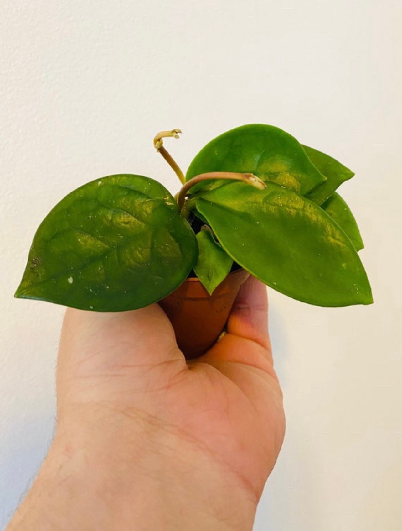 Hoya Chelsea - Rare Hoya - Indoor Plant - Available in Multiple Pot ...