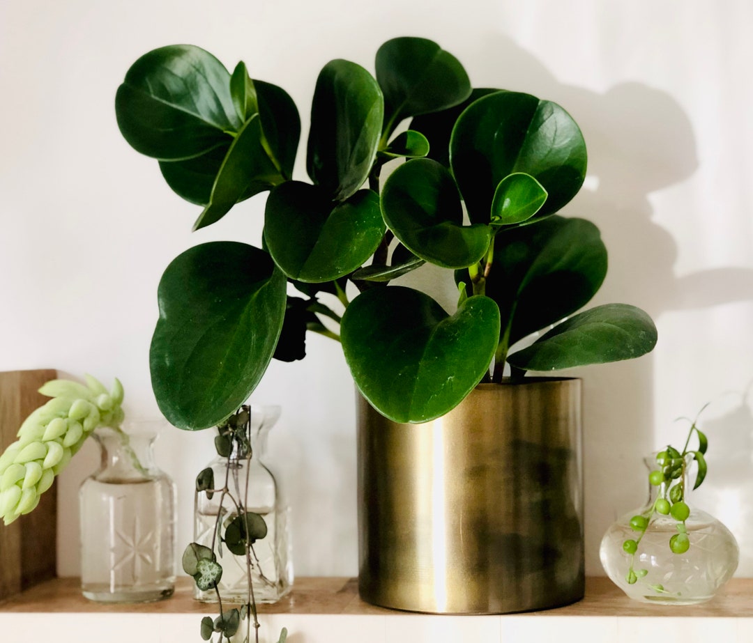 Peperomia Green Obtusfolia Baby Rubber Plant Pepperface Easy Care Plant ...
